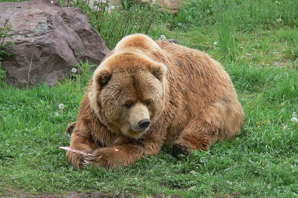 Der ist knuffig II Foto & Bild | tiere, zoo, wildpark & falknerei ...