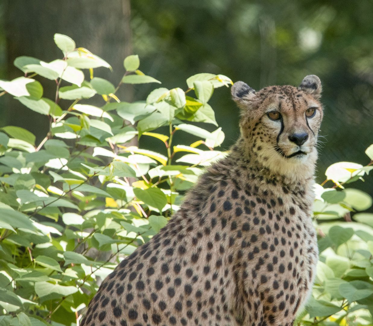 Der Jäger Foto & Bild | zoo, tiere, natur Bilder auf fotocommunity