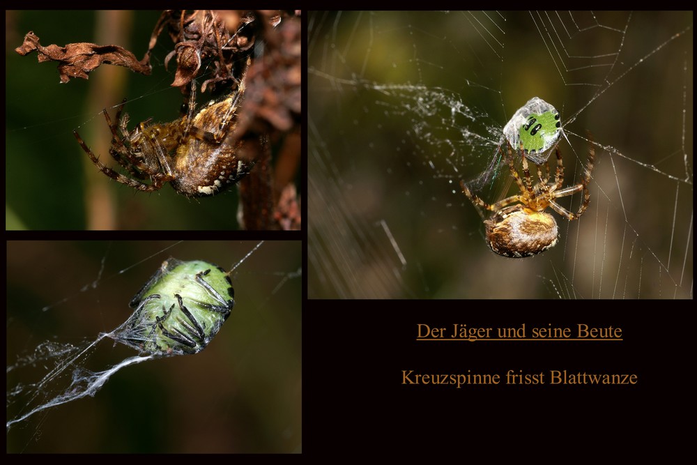 Der Jäger und seine Beute Foto & Bild | tiere, wildlife, spinnen Bilder ...