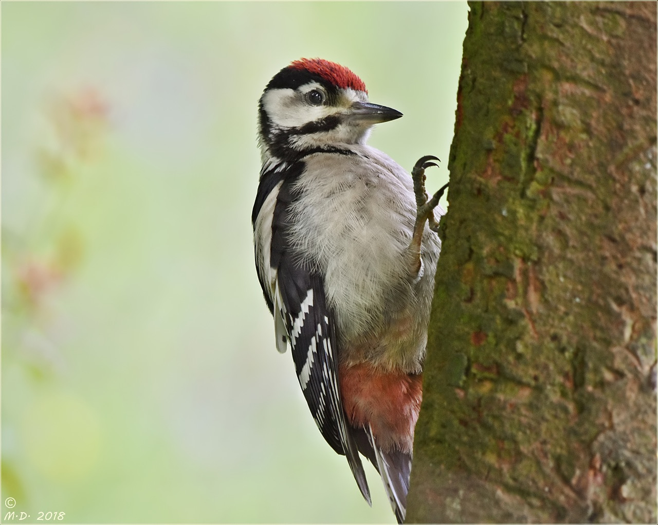 Der junge Buntspecht ... Foto & Bild | tiere, wildlife, wild lebende ...