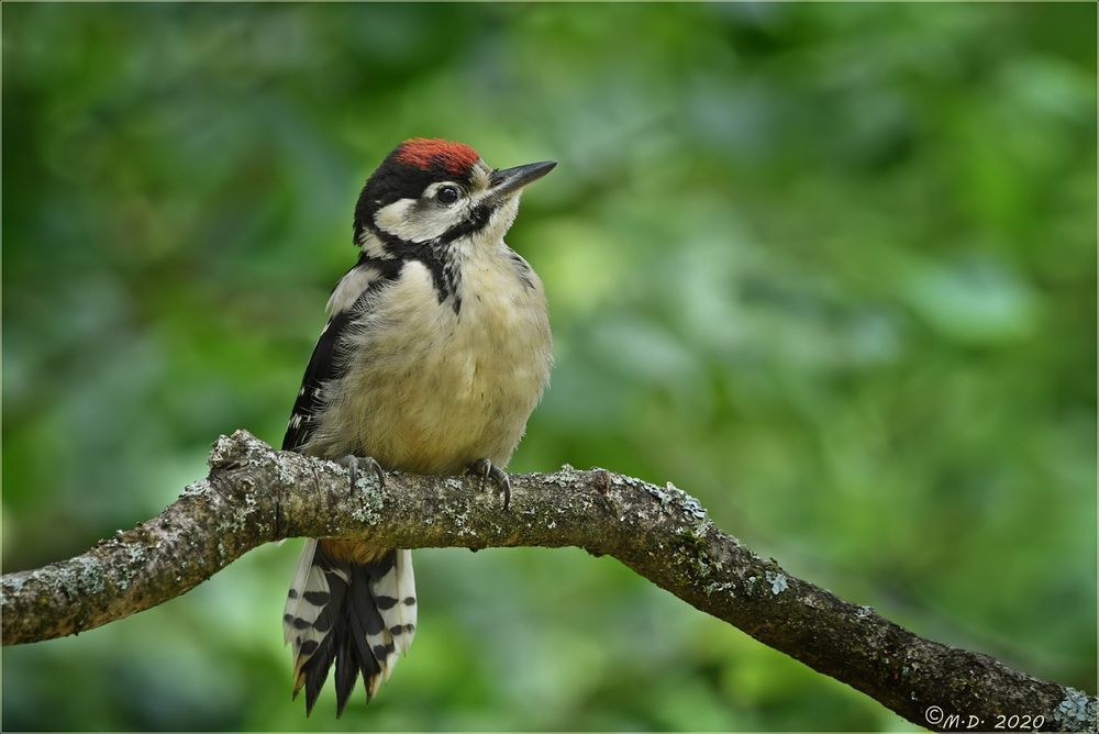 Der junge Buntspecht ... Foto & Bild | tiere, wildlife, wild lebende ...