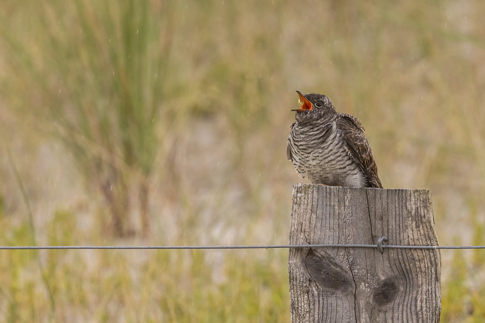Der junge Kuckuck... Foto & Bild | natur, europa, germany Bilder auf ...