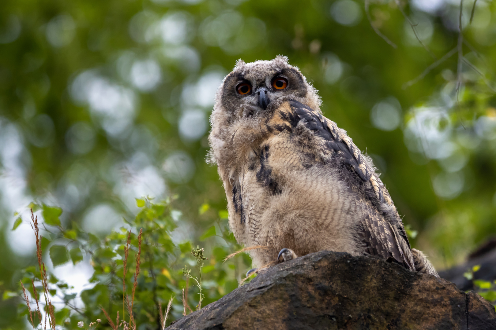 Der junge Uhu... Foto & Bild | nature, natur, vogel Bilder auf ...