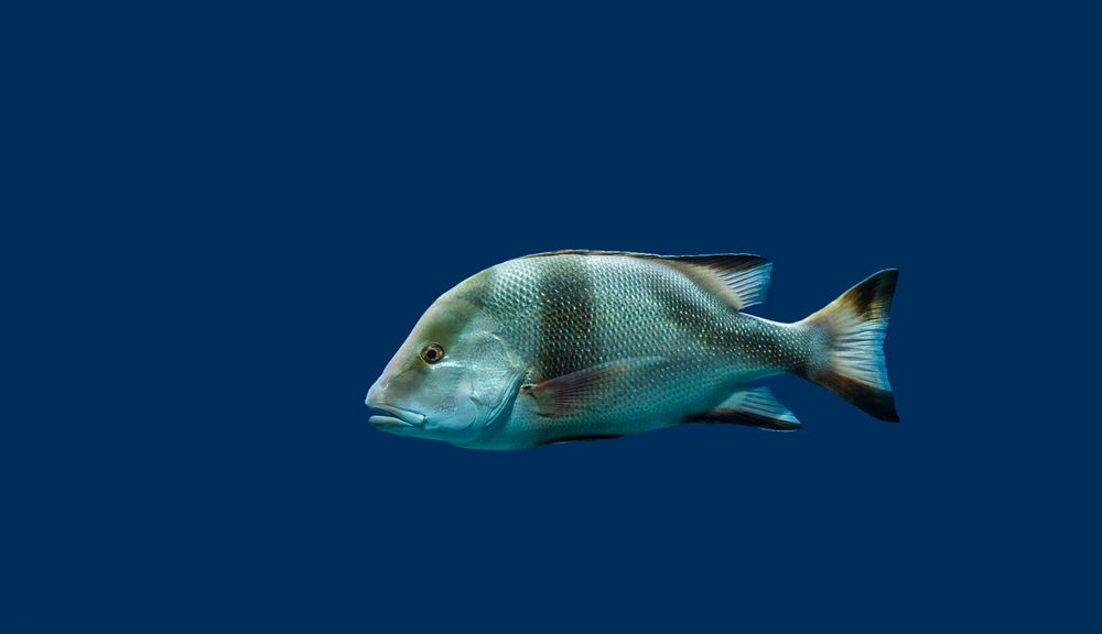 "Der Kabeljau" (*) Foto & Bild | meer, natur, zoo Bilder auf fotocommunity