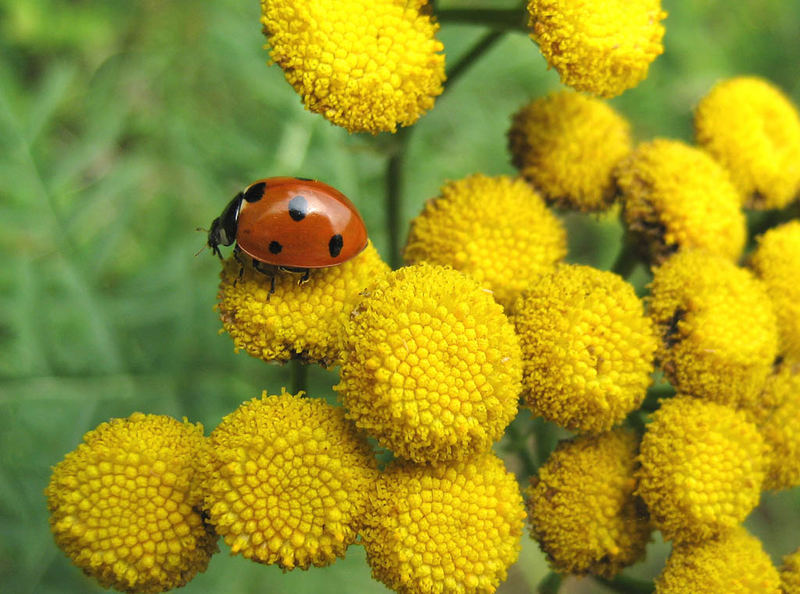 Der Käfer Foto & Bild | tiere, natur Bilder auf fotocommunity