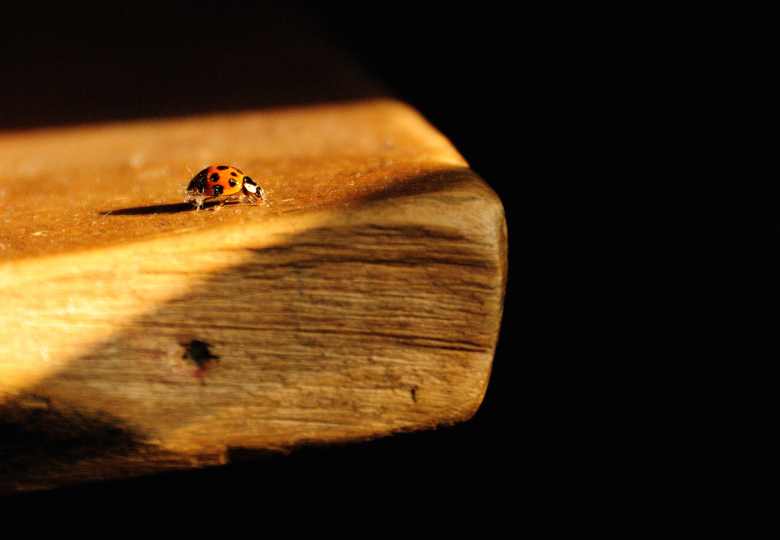 Der Käfer Foto & Bild | tiere, tierdetails, natur Bilder auf fotocommunity