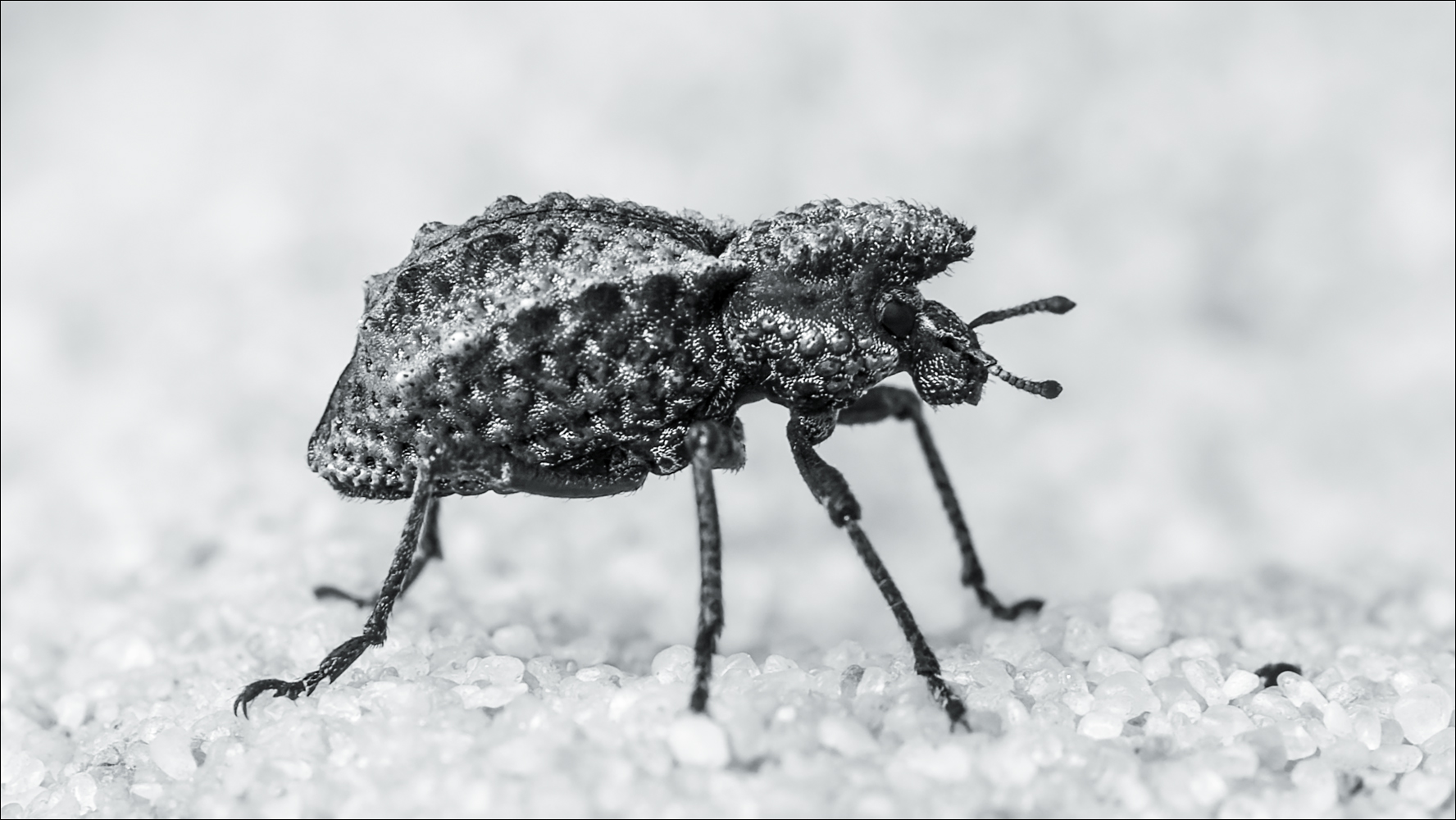 Der Käfer Foto & Bild | tiere, wildlife, insekten Bilder auf fotocommunity