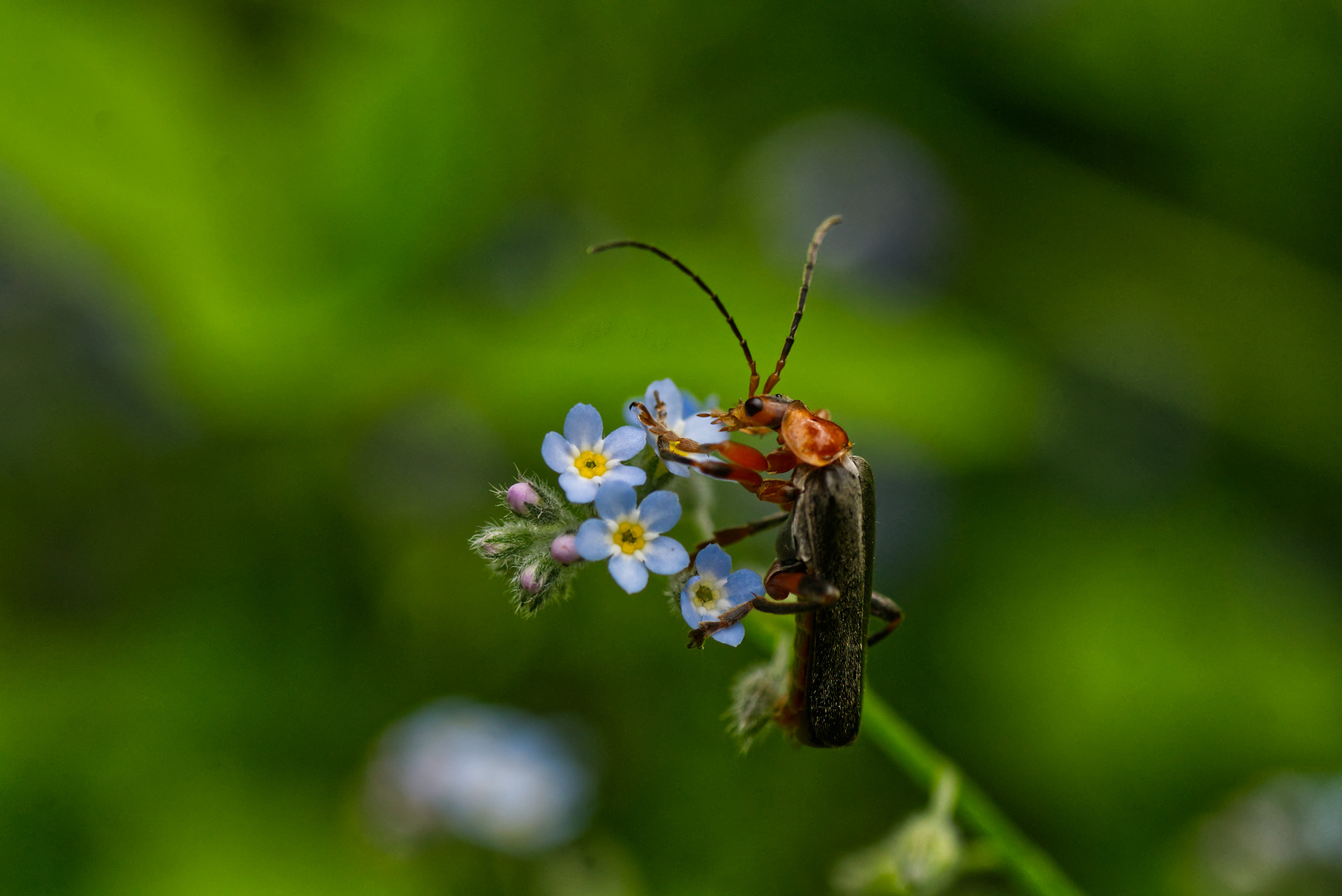Der Käfer Foto & Bild | nah- & makro, tiere, wildlife Bilder auf ...