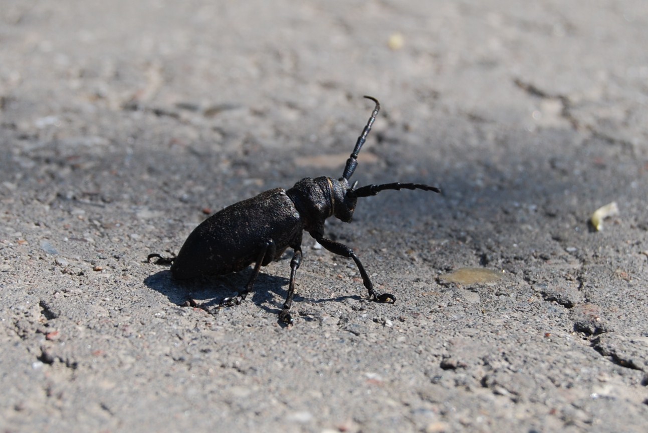 - Der Käfer auf der "Flucht "- Foto & Bild | tiere, wildlife, insekten ...