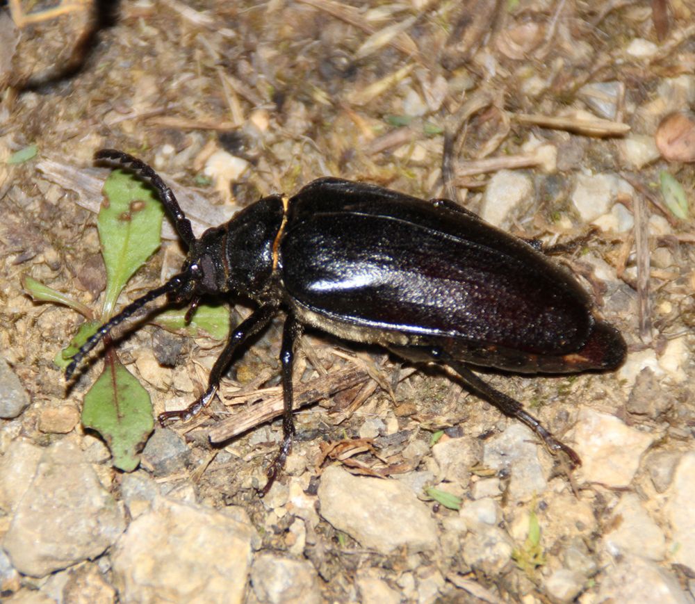 Der Käfer Foto & Bild | insekten, natur, wildlife Bilder auf fotocommunity