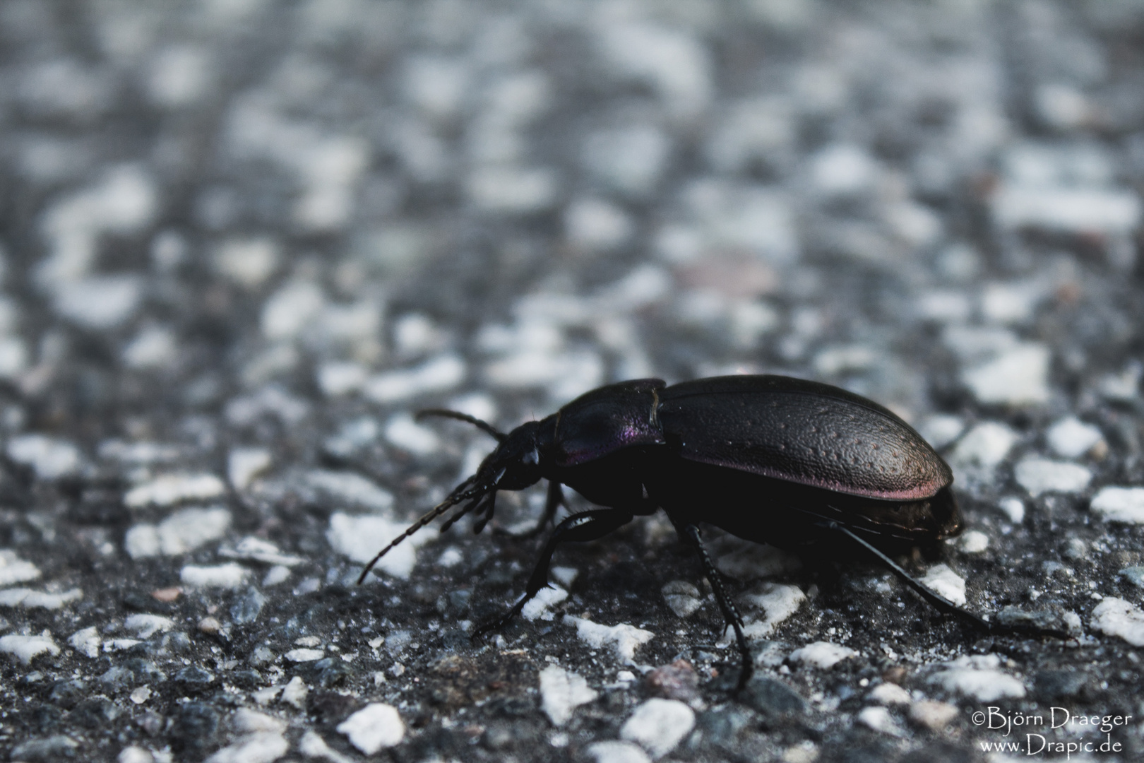 Der Käfer Foto & Bild | tiere, tierdetails, macro Bilder auf fotocommunity