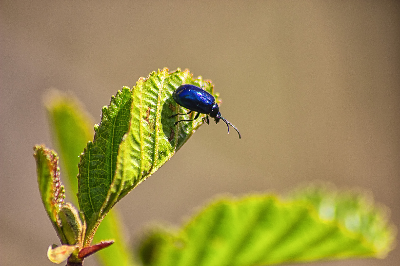 Der Käfer ... Foto & Bild | natur, pflanze, blätter Bilder auf ...