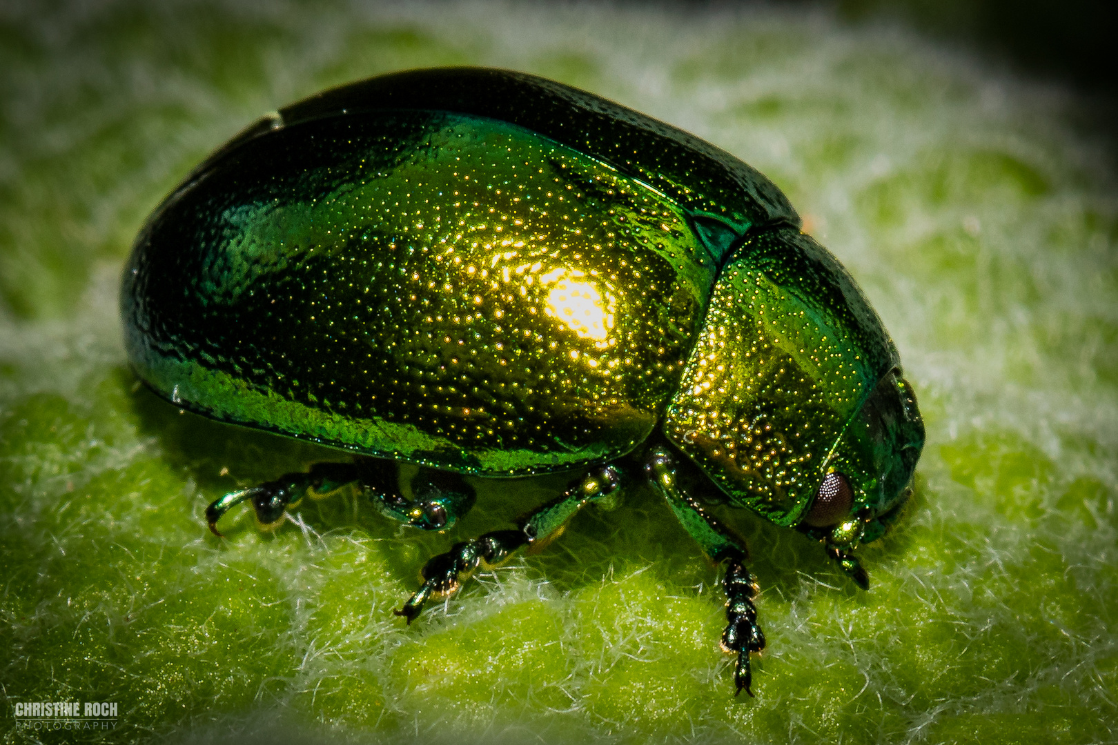 Der Käfer in der Minze Foto & Bild | makro, frühling, natur Bilder auf ...