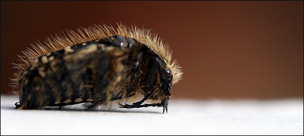 Der Käfer ist erwacht (1) Foto & Bild | natur-makros, natur-kreativ ...