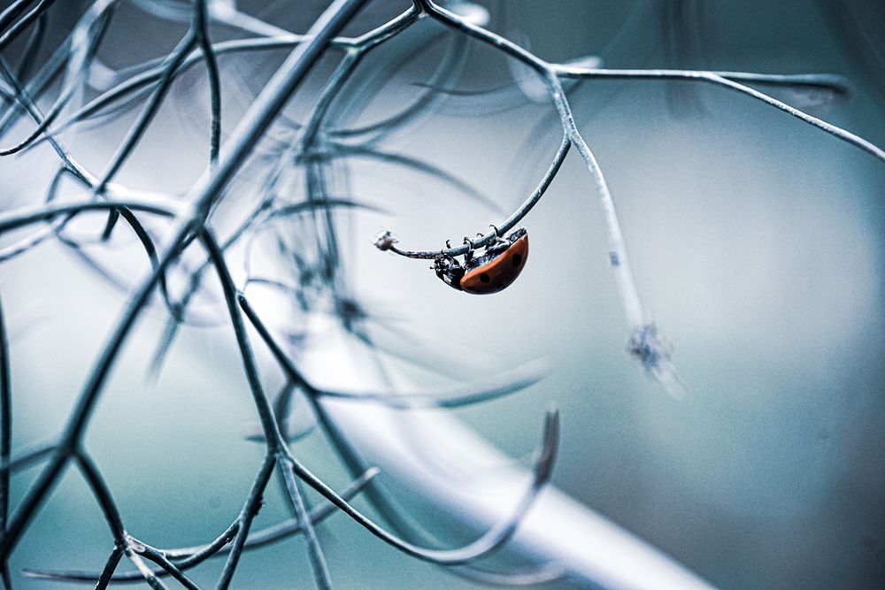 Der Käfer macht heute blau Foto & Bild | tiere, wildlife, insekten ...