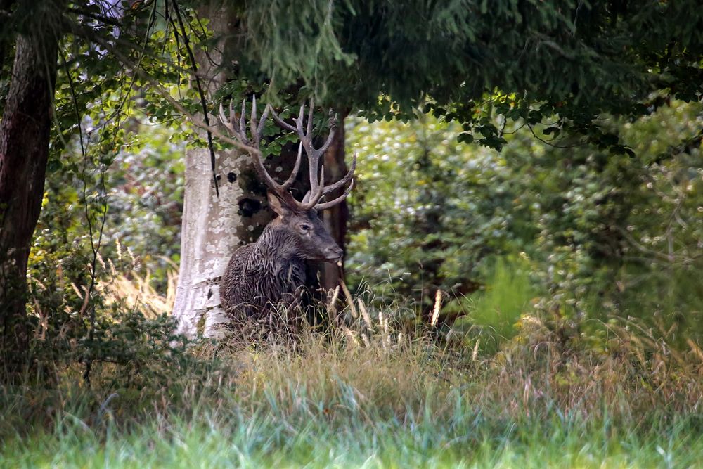 Der Kämpfer Foto & Bild | tiere, wildlife, säugetiere Bilder auf ...