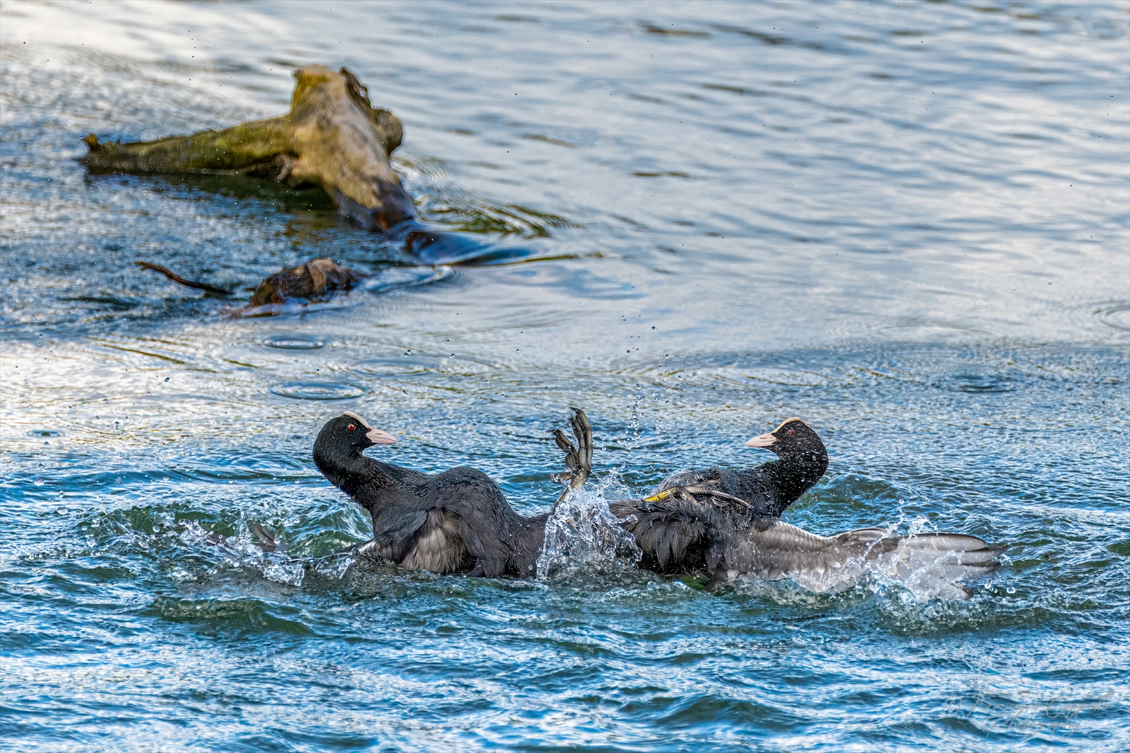 der Kampf Foto & Bild | natur, kampf, landschaft Bilder auf fotocommunity