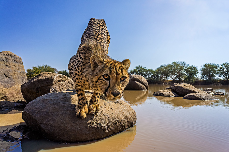 Der Katzensprung Foto & Bild | tiere, wildlife, säugetiere Bilder auf ...