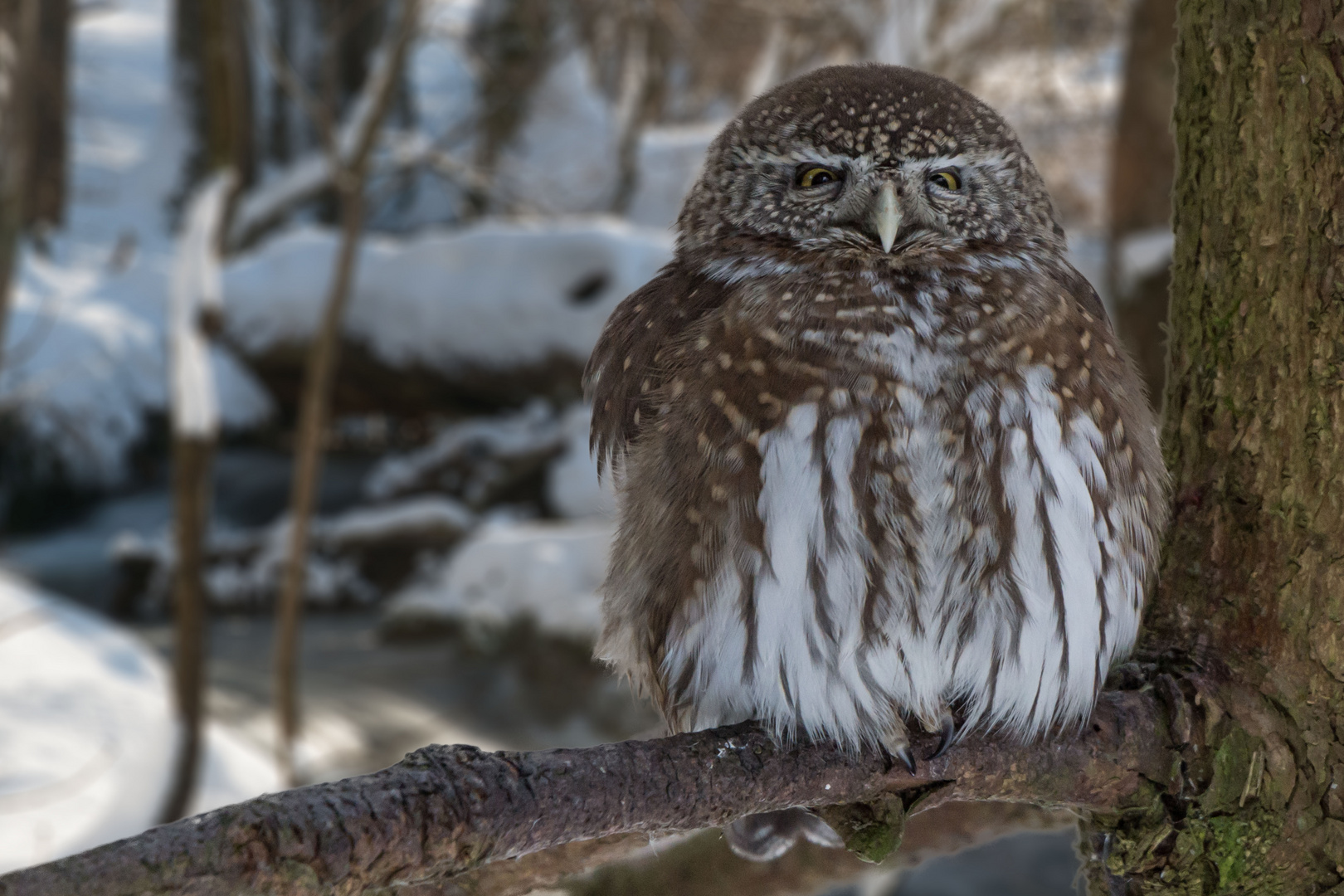 Der Kauz Foto & Bild | tiere, zoo, wildpark & falknerei, vögel Bilder ...