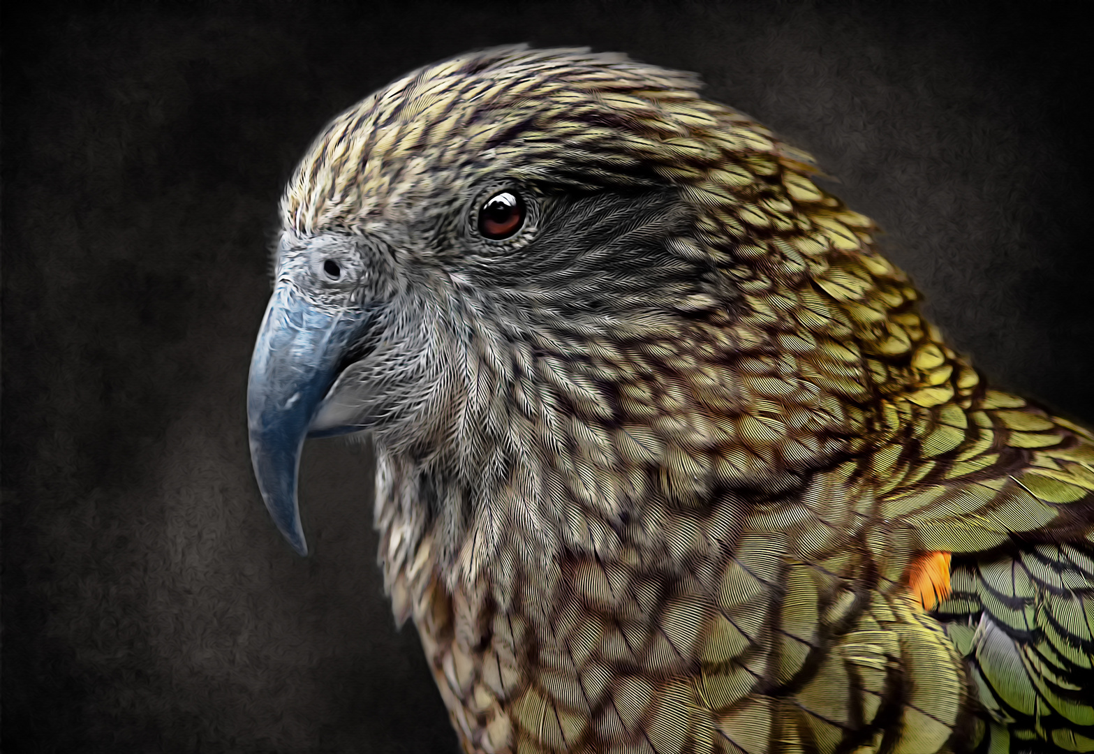 Der Kea .... Foto & Bild | tiere, zoo, wildpark & falknerei, vögel ...