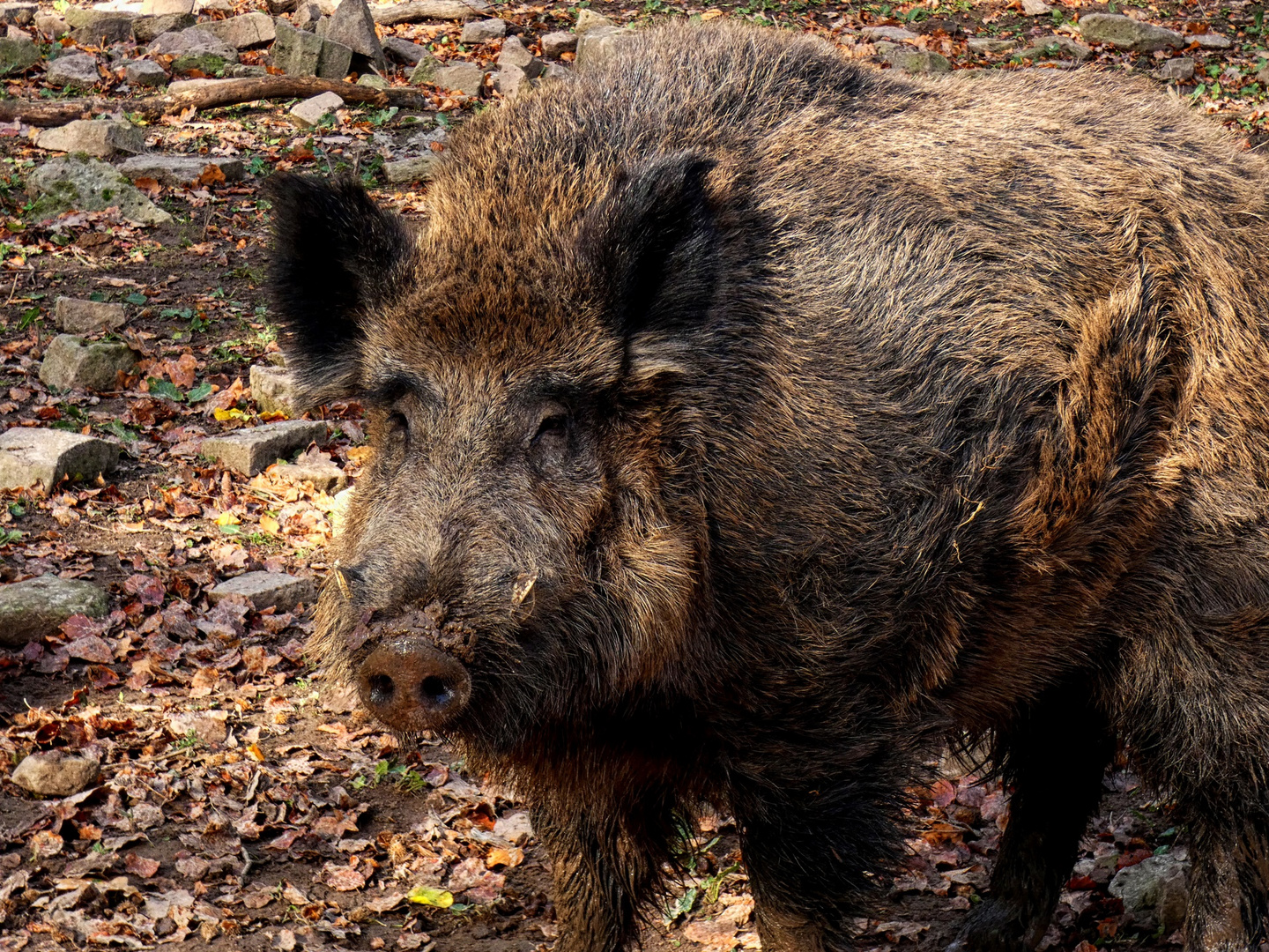 Der Keiler Foto & Bild | natur, tiere, wildschwein wildpark neuhaus im ...
