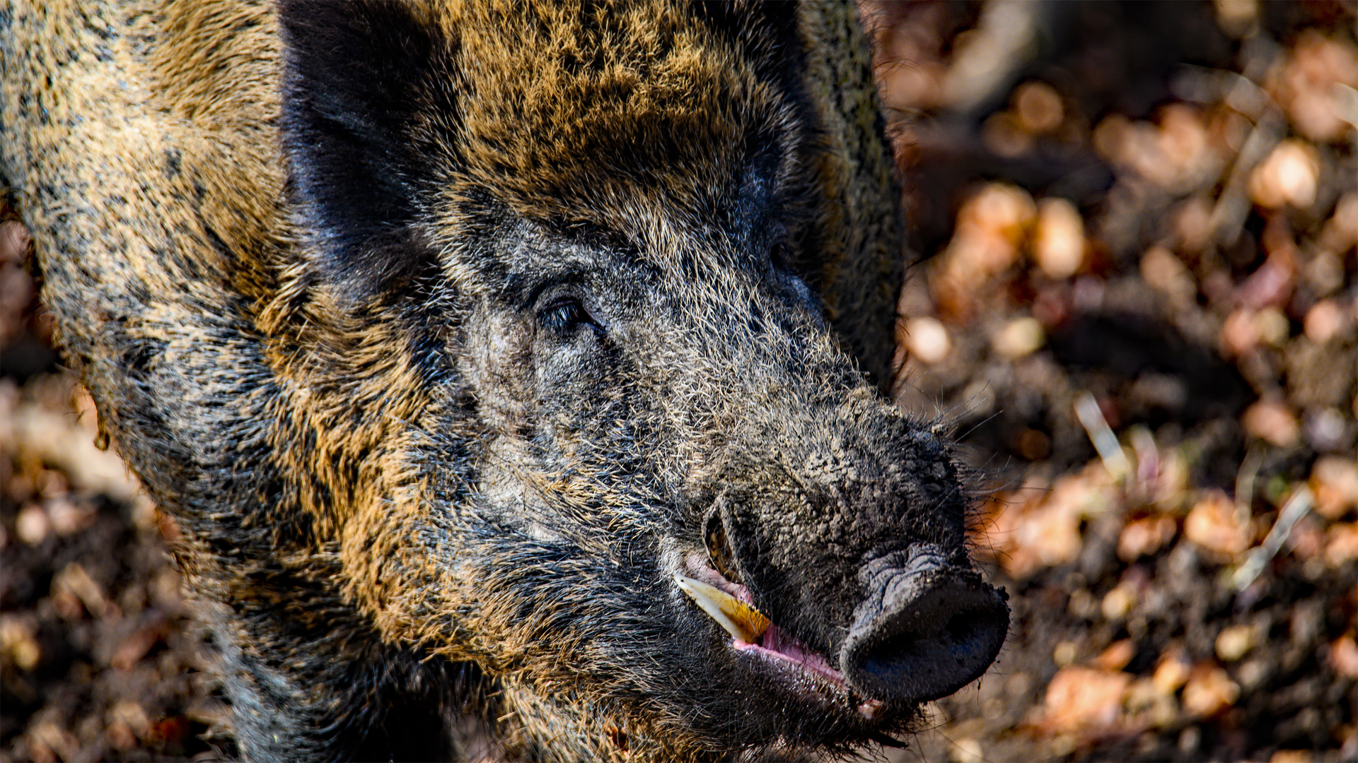 Der Keiler im Ausschnitt - Le sanglier dans la découpe Foto & Bild ...