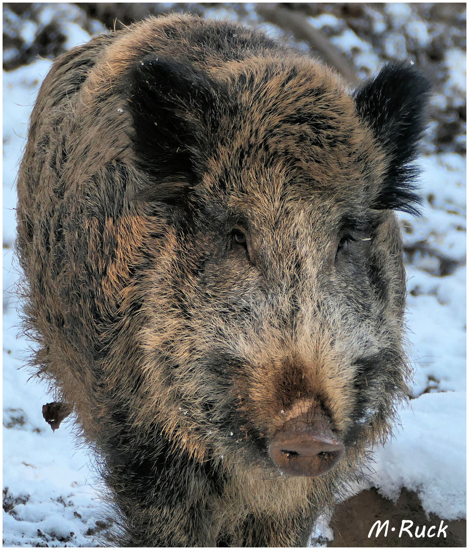 Der Keiler wollte unbedingt ein Porträt von sich Foto & Bild | tiere ...