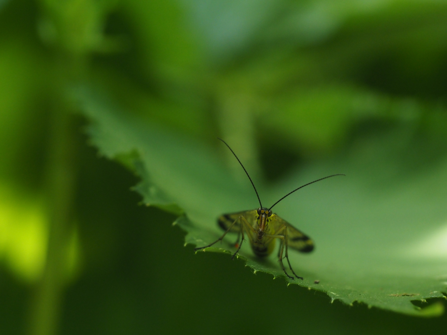 der Kerl Foto & Bild | city, wald, makro Bilder auf fotocommunity