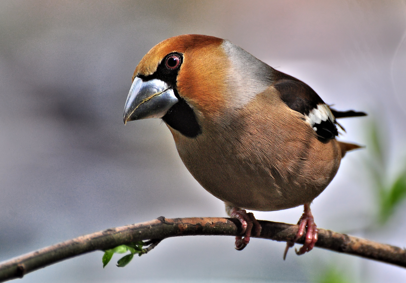 Der Kernbeißer ..... Foto & Bild | natur, tiere, vögel Bilder auf ...