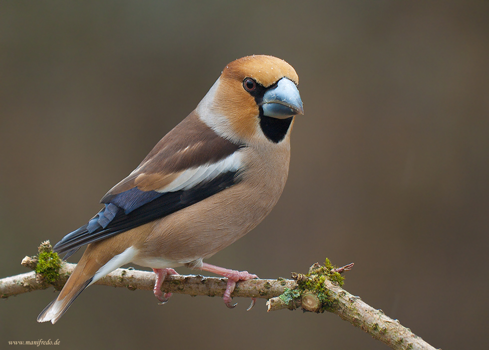 Der Kernbeisser Foto & Bild | tiere, wildlife, wild lebende vögel ...
