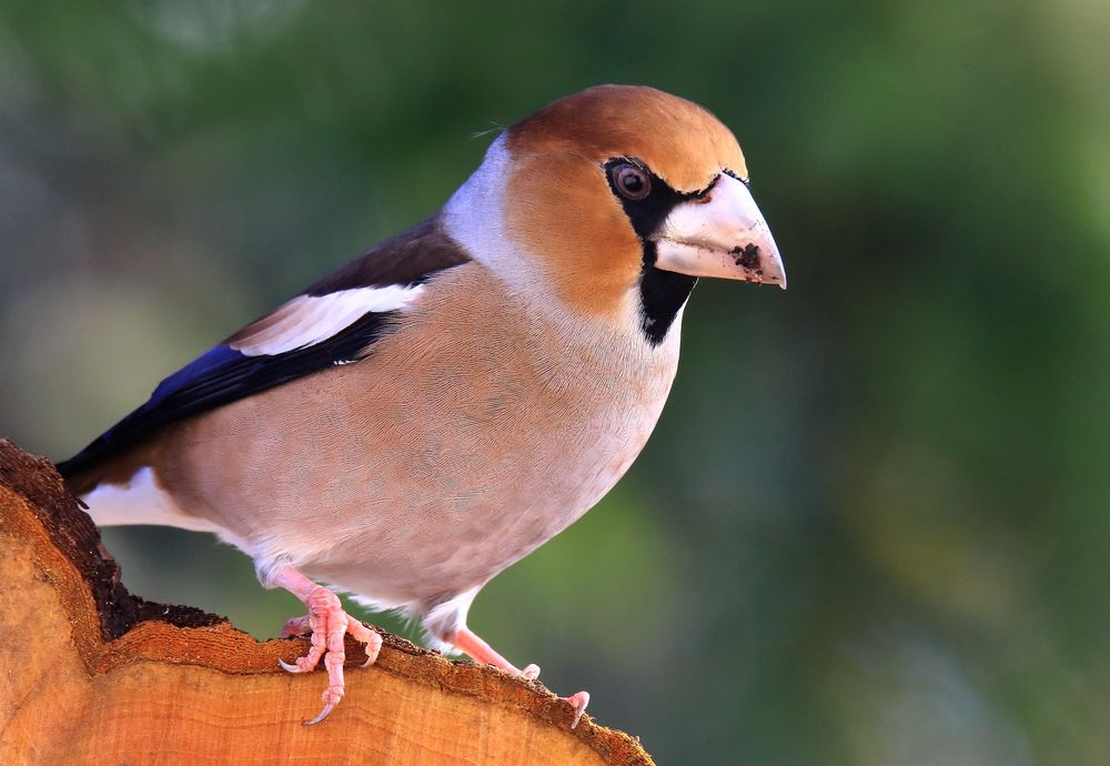 Der Kernbeißer (Coccothraustes coccothraustes) Foto & Bild | tiere ... Der Kernbeißer (Coccothraustes coccothraustes) Foto & Bild | tiere ...