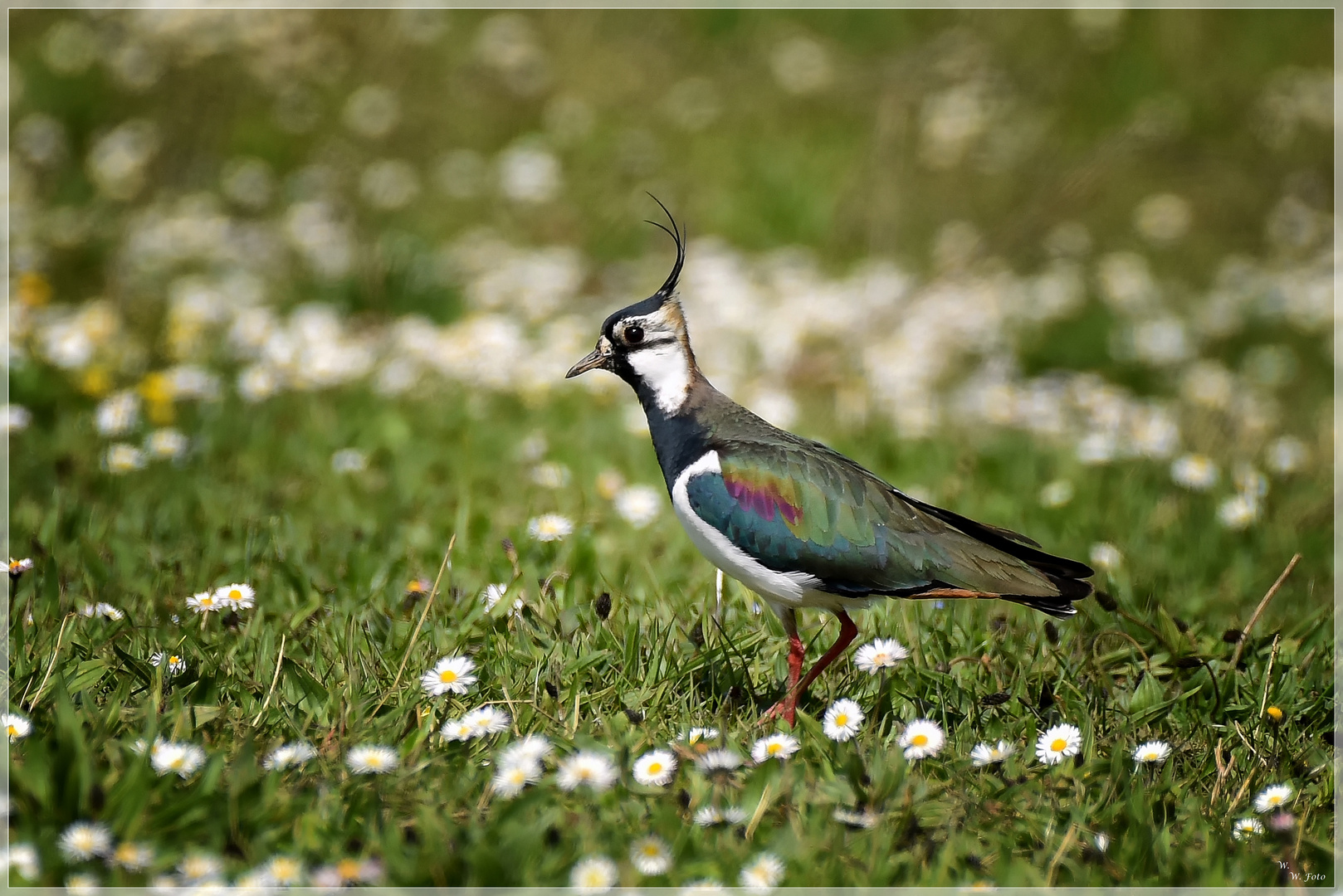 Der Kiebitz Foto & Bild | frühling, natur, tiere Bilder auf fotocommunity