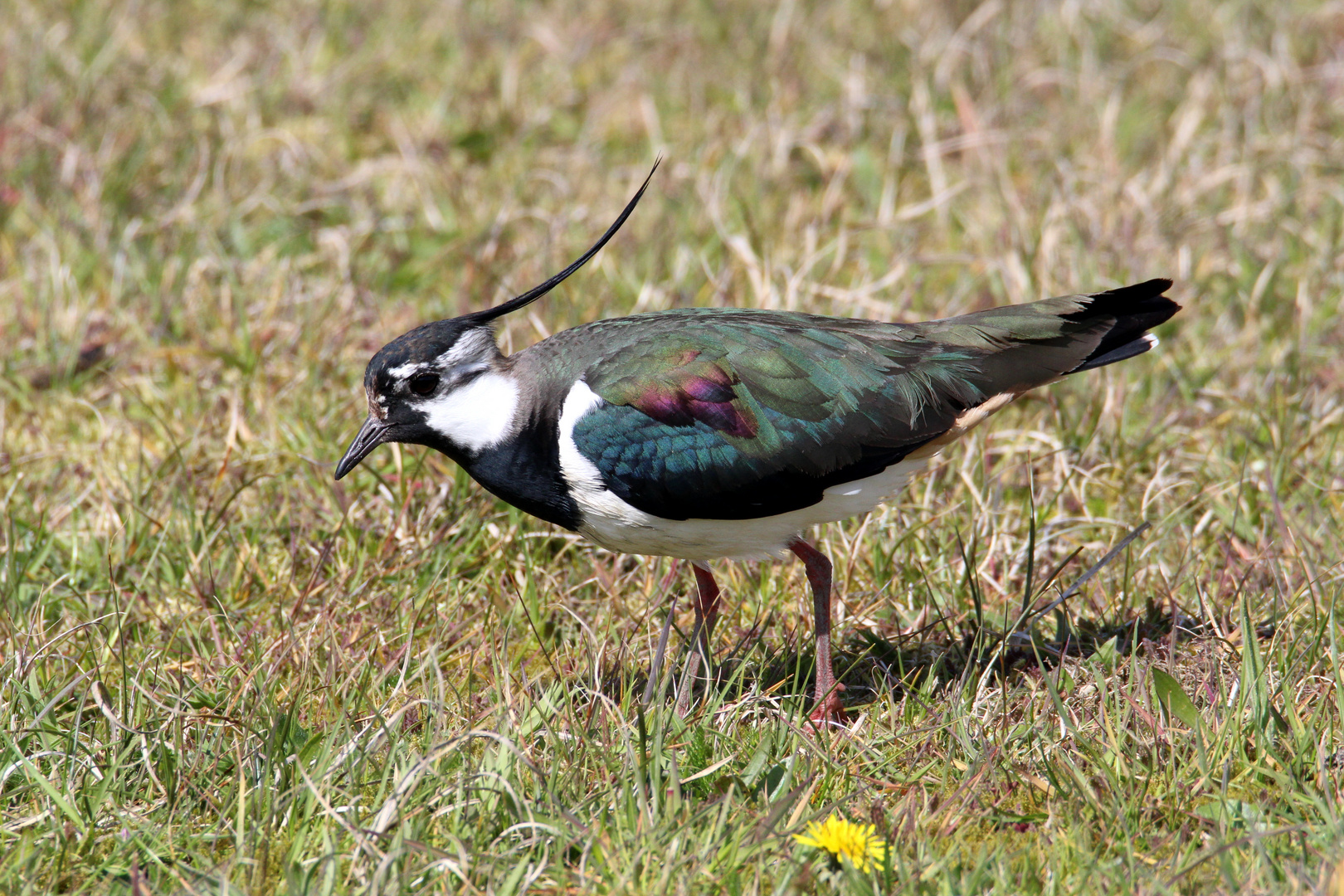 Der Kiebitz Foto & Bild | natur, nordsee, tiere Bilder auf fotocommunity