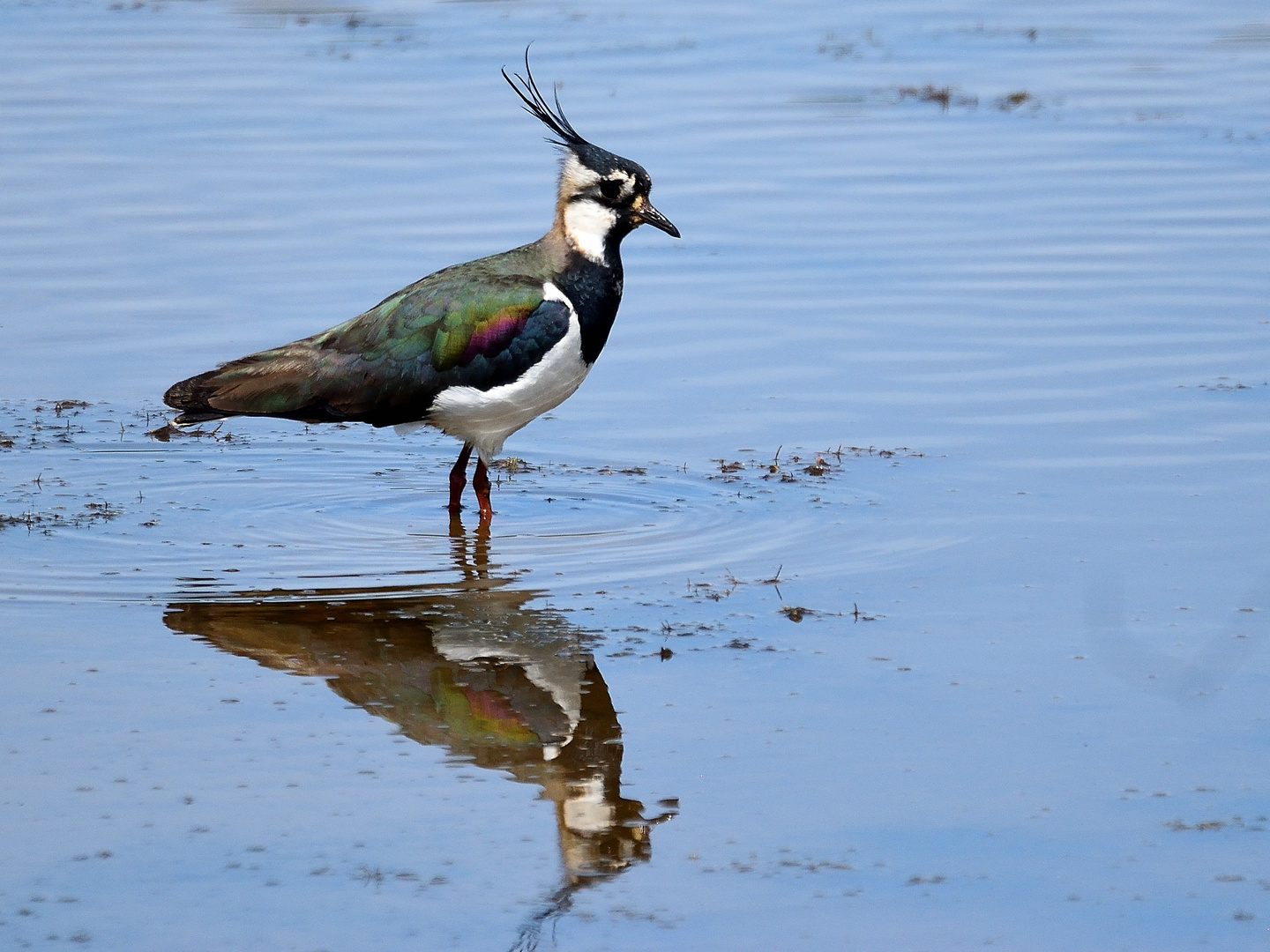 Der Kiebitz... Foto & Bild | natur, vogel, singvogel Bilder auf ...