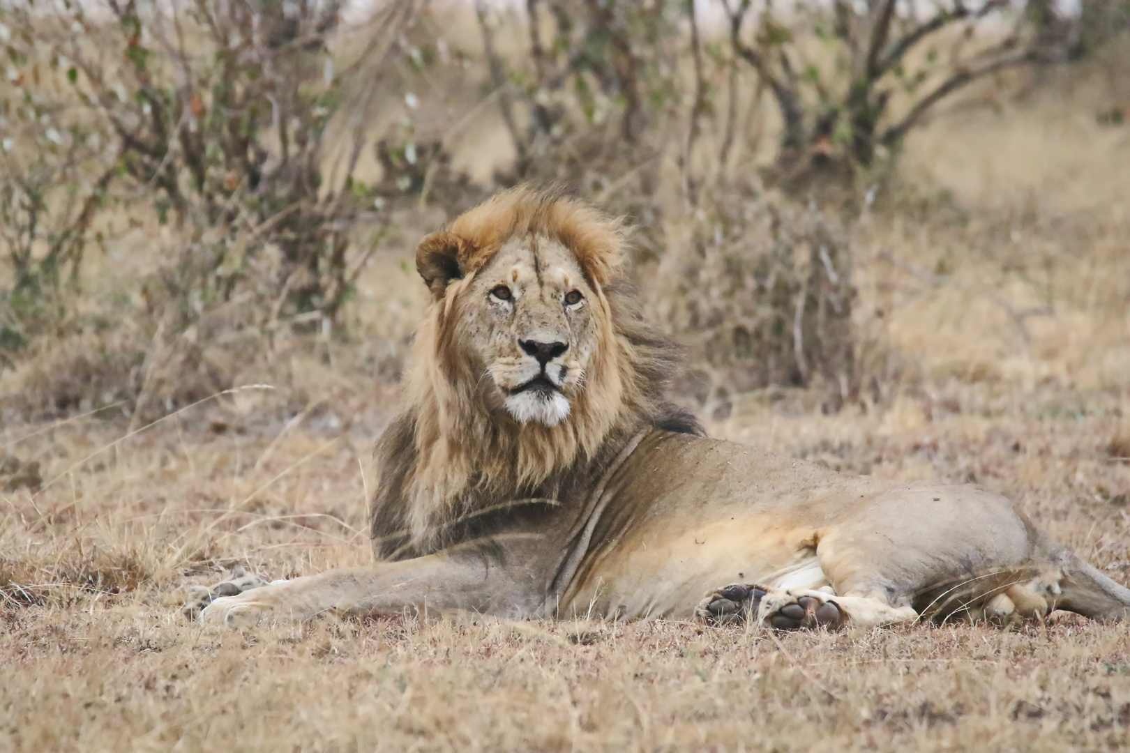 der King Foto & Bild | natur, katzen, tiere Bilder auf fotocommunity