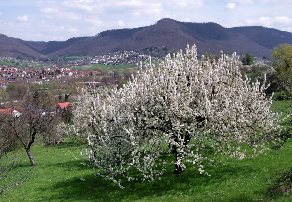 Der Kirschbaum blüht Foto & Bild | jahreszeiten, frühling, natur Bilder ...