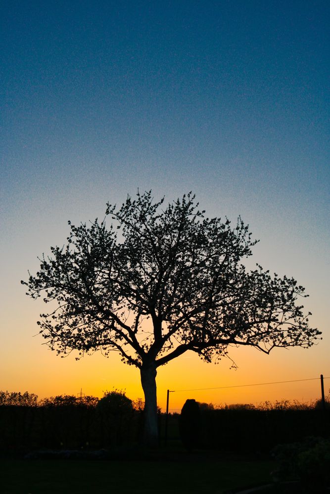 Der Kirschbaum im Garten beim Sonnenuntergang Foto & Bild ...