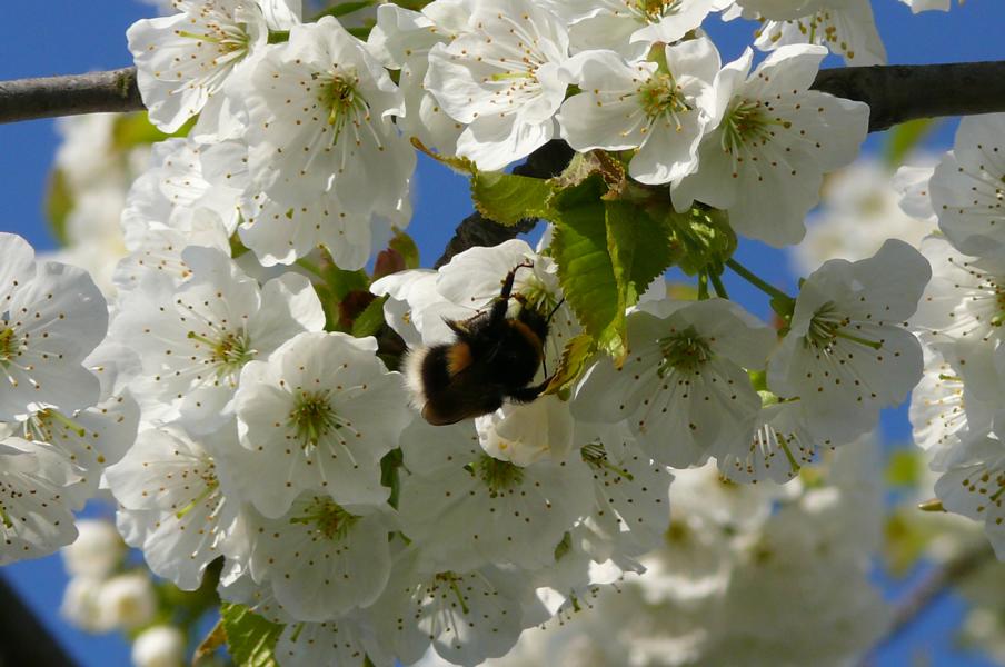 Der Kirschbaum lockt mit seinen herrlichen Blüten... Foto & Bild ...