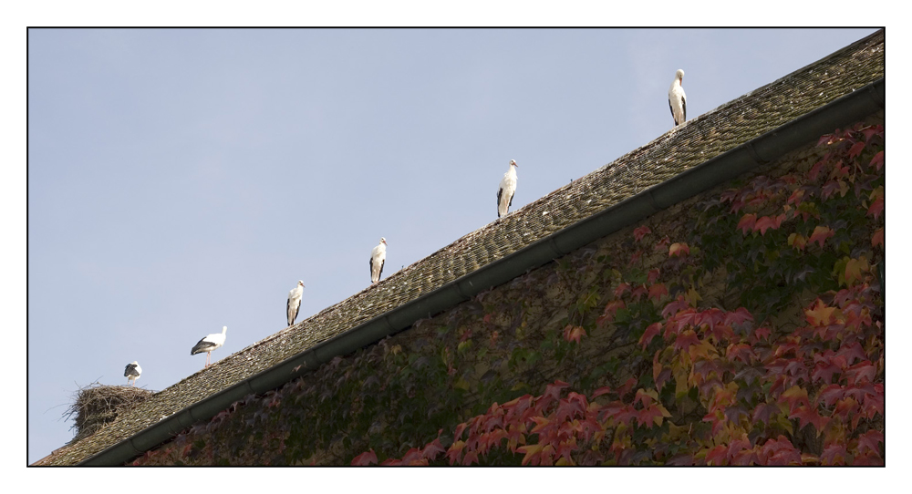 Der Klapperstorch Foto & Bild | archiv projekte naturchannel ...