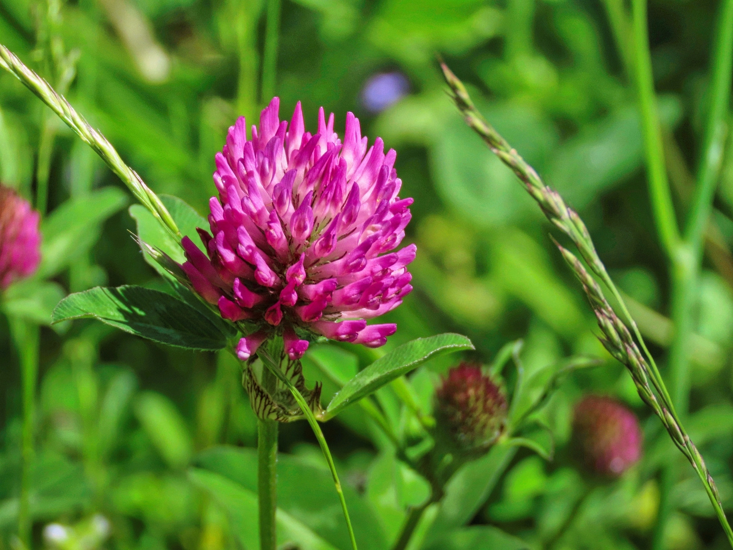 Der Klee leuchtet in der Sonne Foto & Bild | bearbeitungs - techniken ...