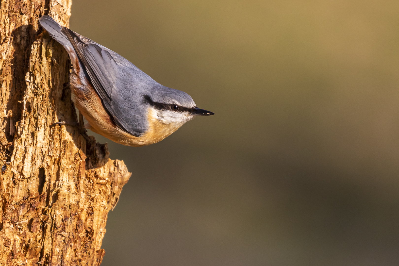 Der Kleiber Foto & Bild | frühling, natur, germany Bilder auf fotocommunity