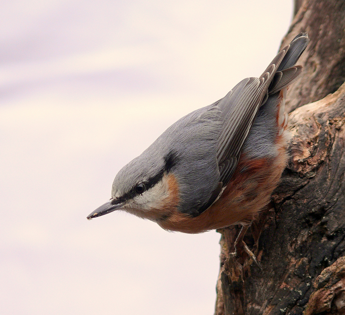 der Kleiber... Foto & Bild | tiere, wildlife, wild lebende vögel Bilder ...