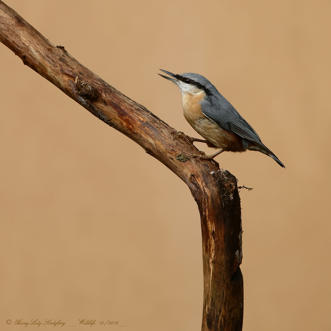 Der Kleiber .. Foto & Bild | tiere, wildlife, wild lebende vögel Bilder ...