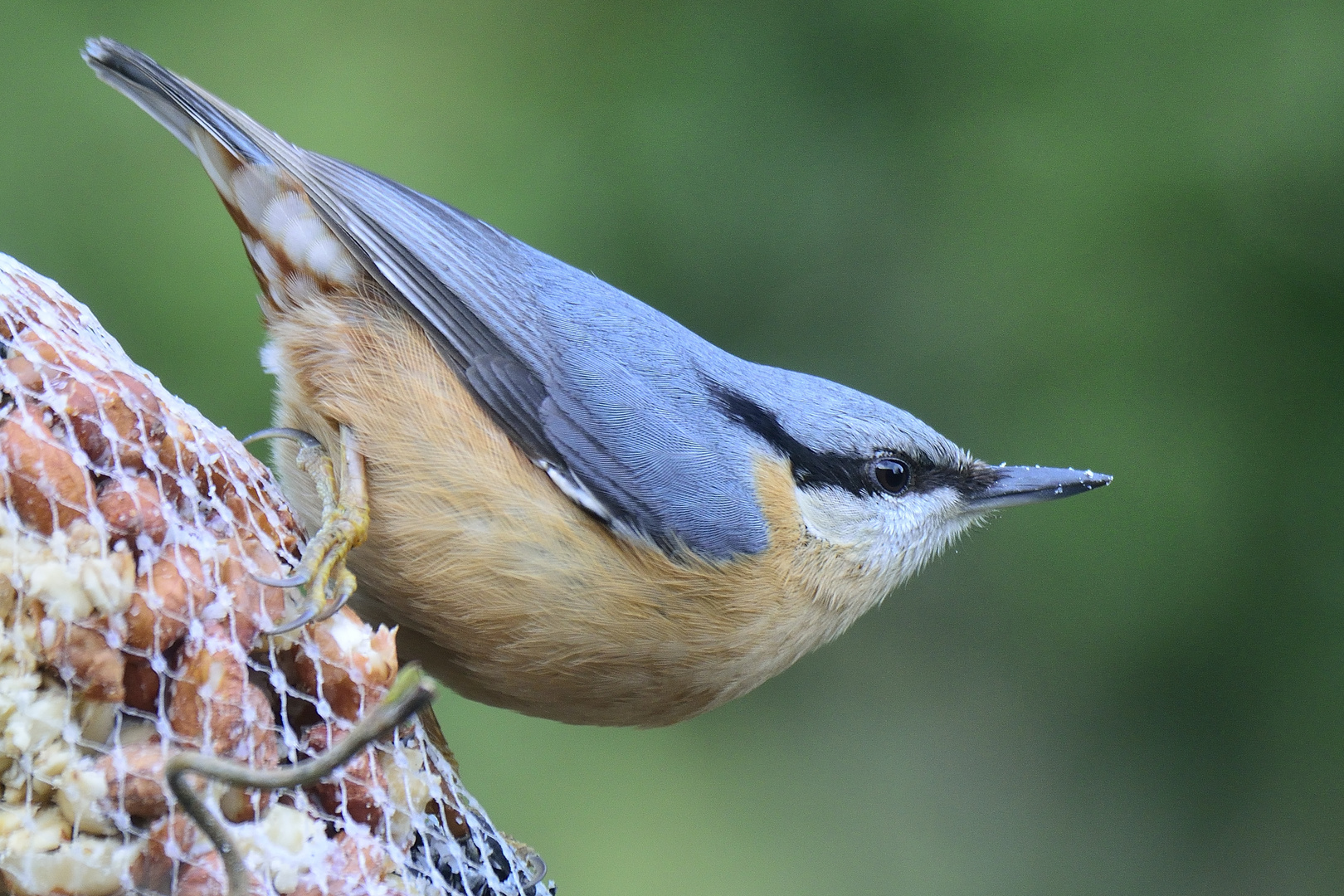 Der Kleiber Foto & Bild | winter, natur, tiere Bilder auf fotocommunity