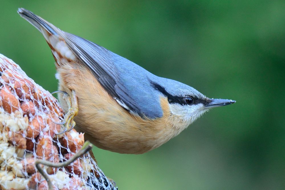 Der Kleiber Foto & Bild | winter, natur, tiere Bilder auf fotocommunity