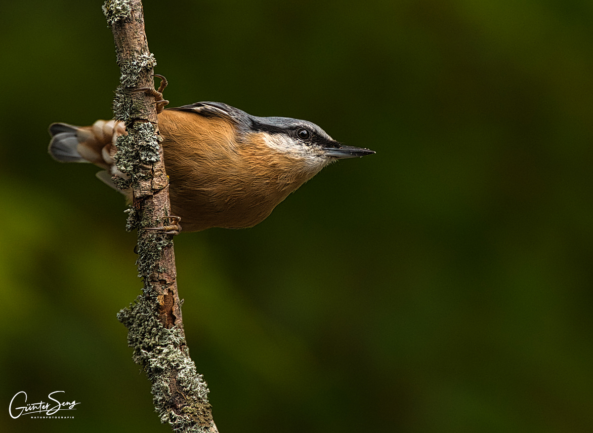 der Kleiber Foto & Bild | tiere, wildlife, natur Bilder auf fotocommunity