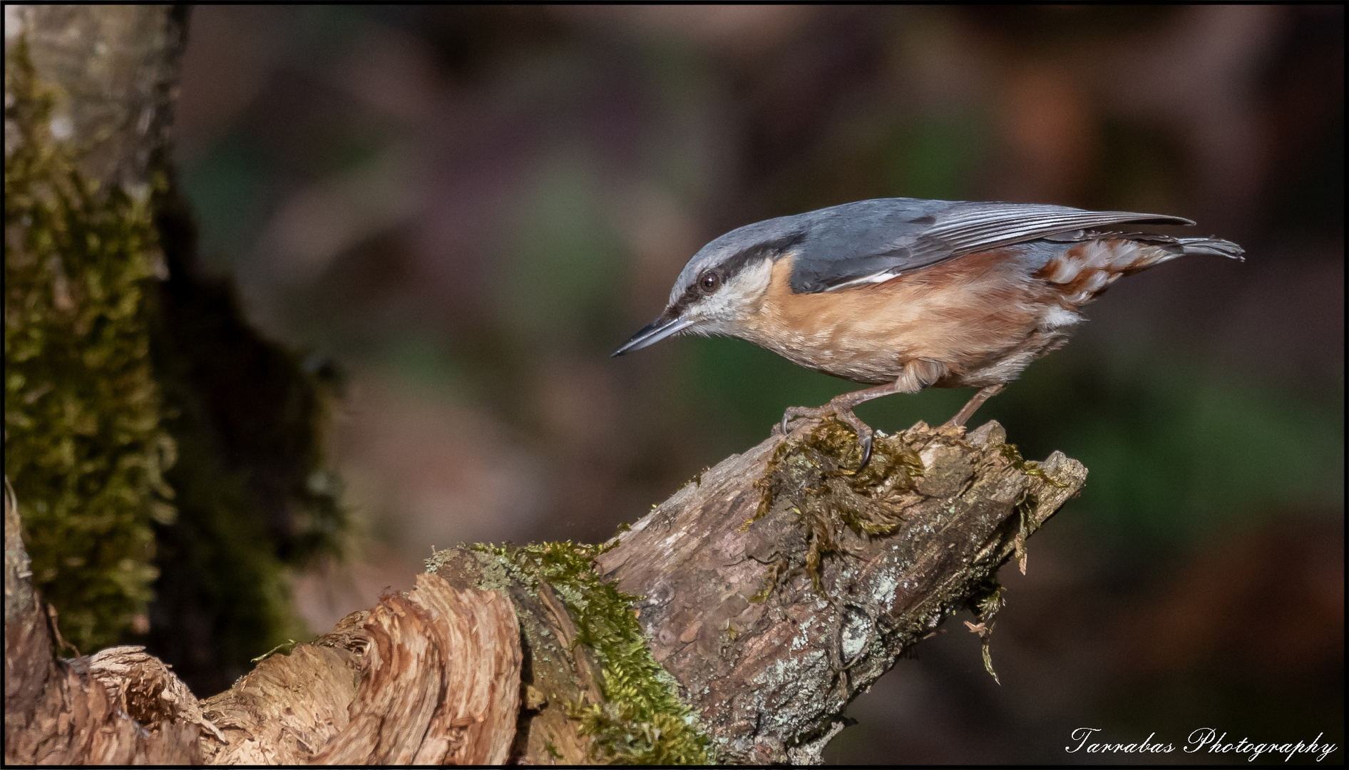 Der Kleiber 2 Foto & Bild | tiere, wildlife, natur Bilder auf fotocommunity