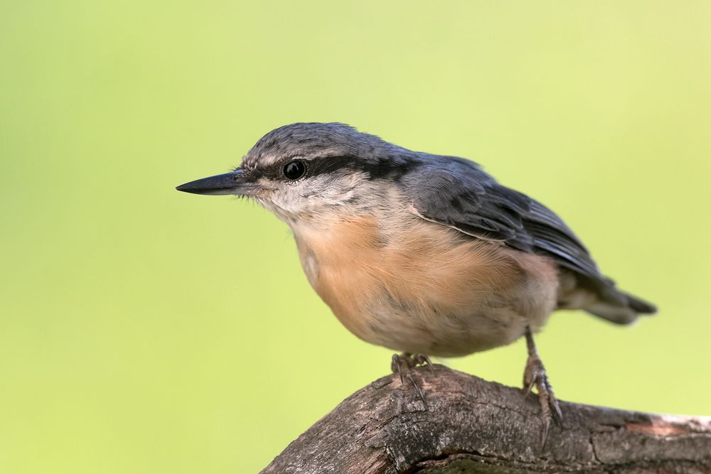 Der Kleiber Foto & Bild | tiere, wildlife, wild lebende vögel Bilder ...
