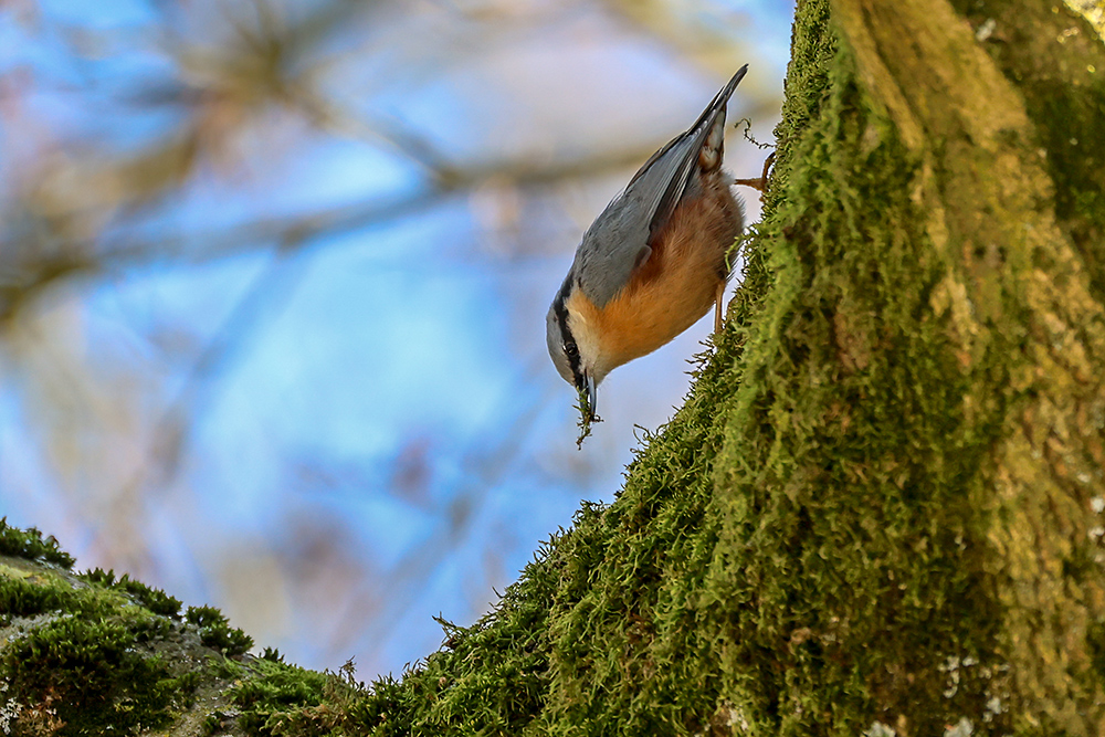 Der Kleiber Foto & Bild | natur, vogel, singvogel Bilder auf fotocommunity