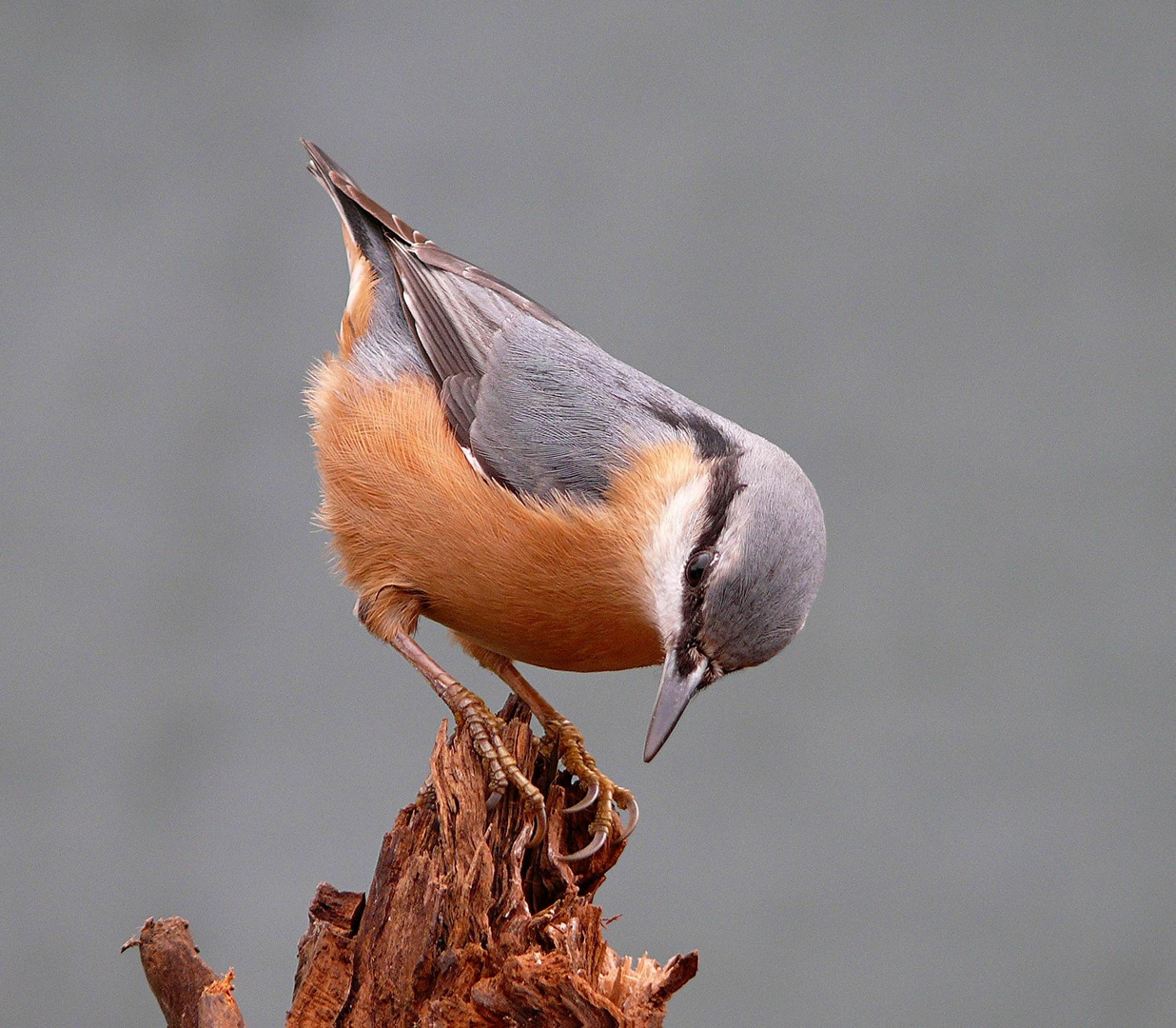 der Kleiber... Foto & Bild | tiere, wildlife, wild lebende vögel Bilder ...